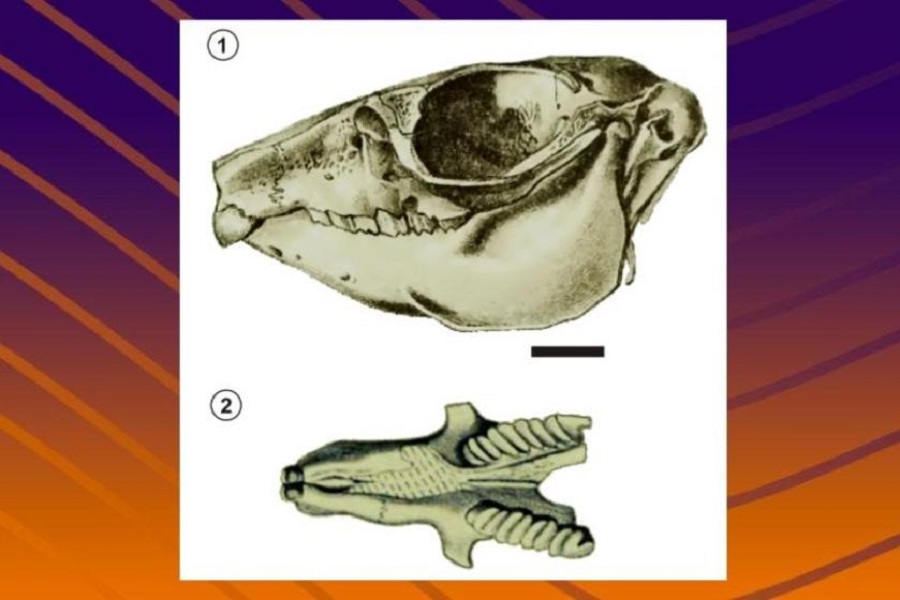 Esclarecen el origen de dos mamíferos extintos cuya procedencia y ...