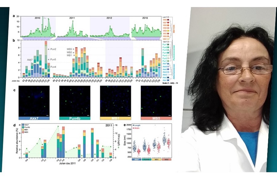 Descubren la capacidad de un tipo de bacterias marinas para captar azúcares